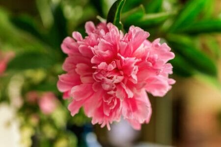 The Most Fragrant Peonies to Adorn Your Garden - Petal Republic