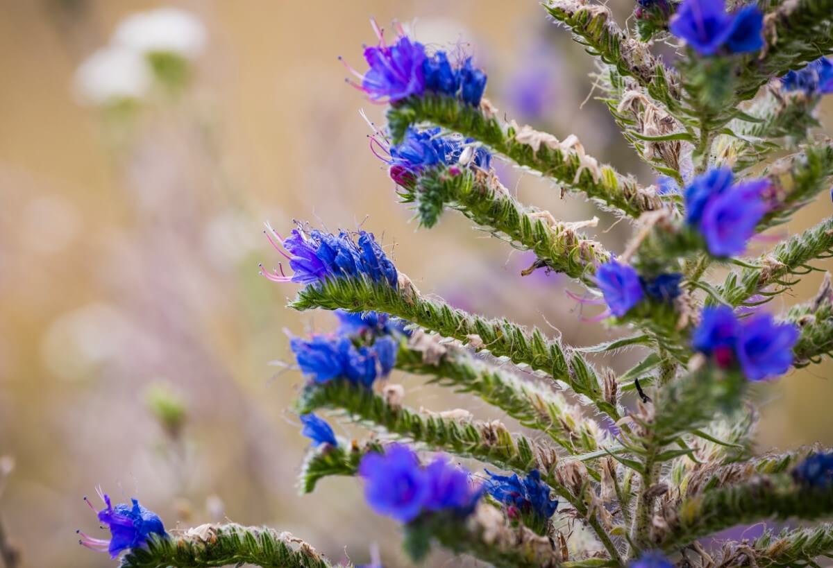 10 Beautiful Biennial Wildflowers to Grow in Your Garden - Petal Republic