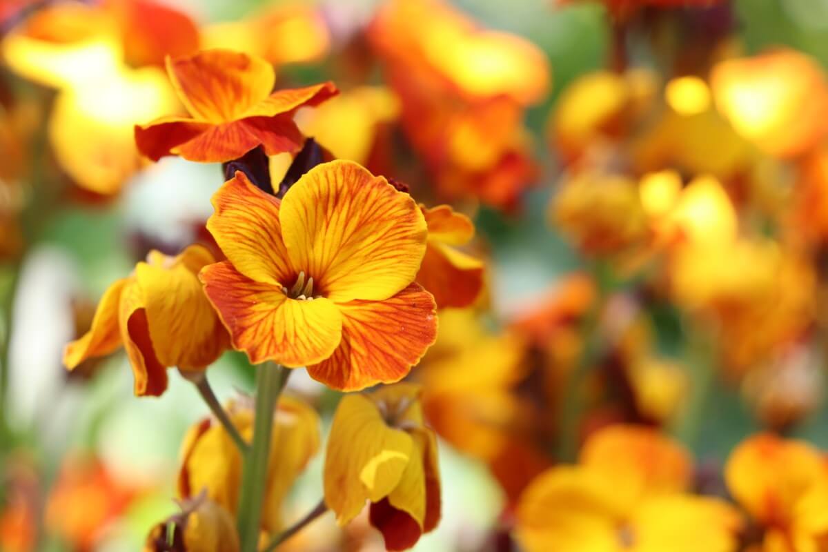 10 Beautiful Biennial Wildflowers to Grow in Your Garden - Petal Republic