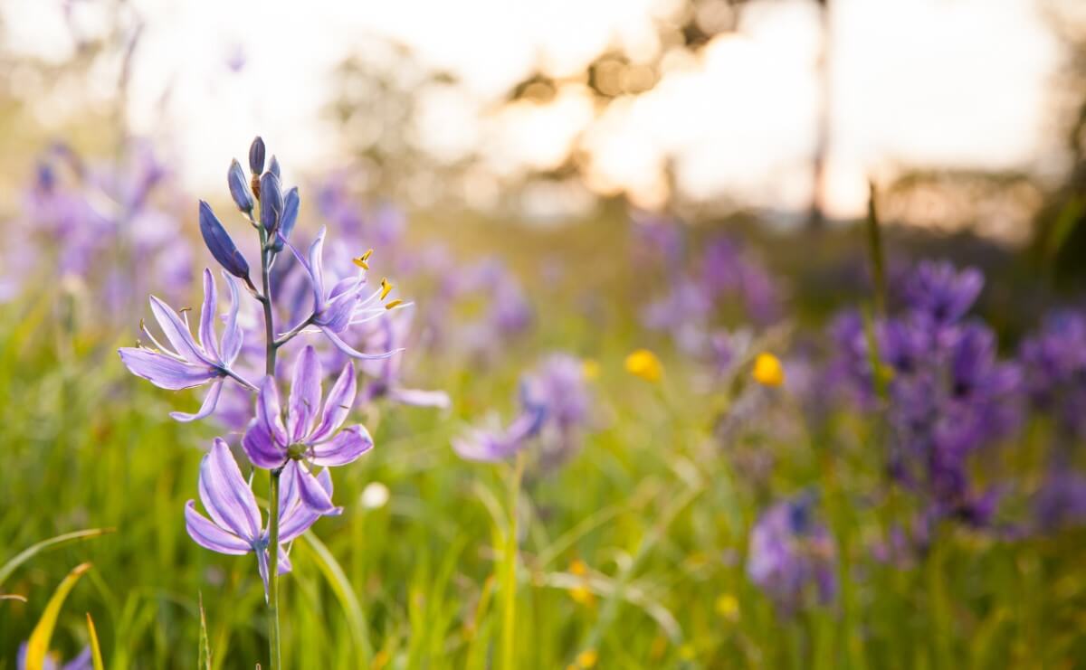 10 Amazing Uses and Benefits of Wildflowers - Petal Republic