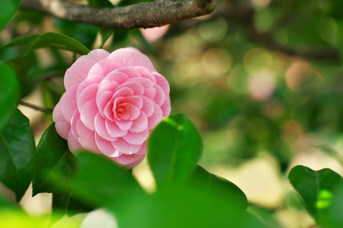 20 Pink Camellia Varieties to Plant for a Gorgeous Garden Display ...