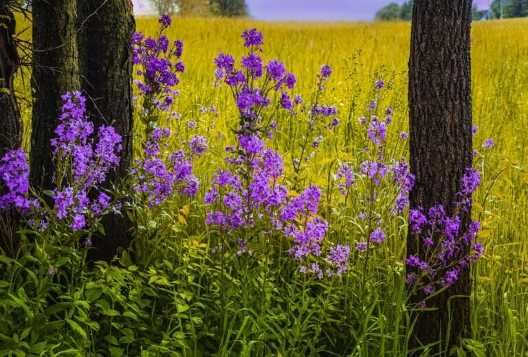 30 Stunning Native Missouri Flowers and Plants - Petal Republic