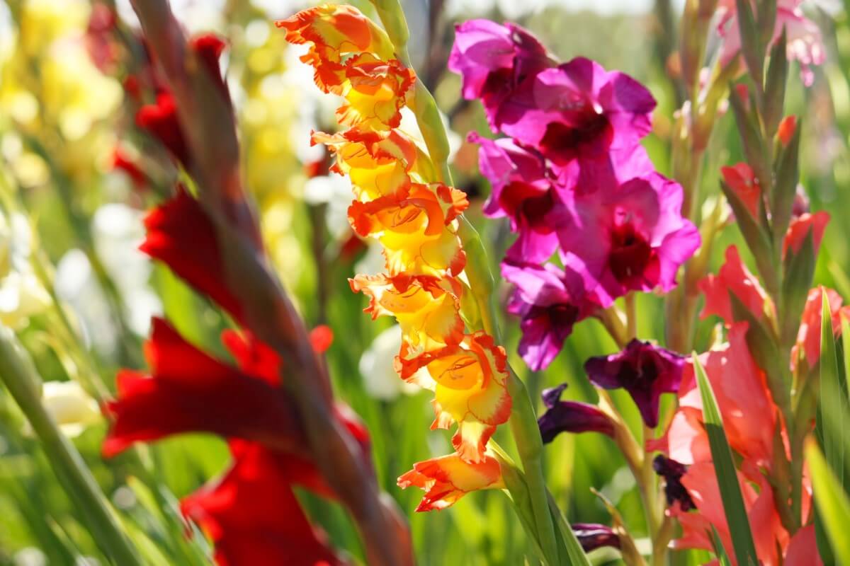 The Official Birth Month Flowers and Their Symbolic Meanings - Petal ...