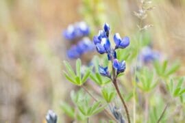 40 Stunning Native Oregon Flowers & Wildflowers - Petal Republic