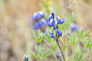 40 Stunning Native Oregon Flowers & Wildflowers - Petal Republic