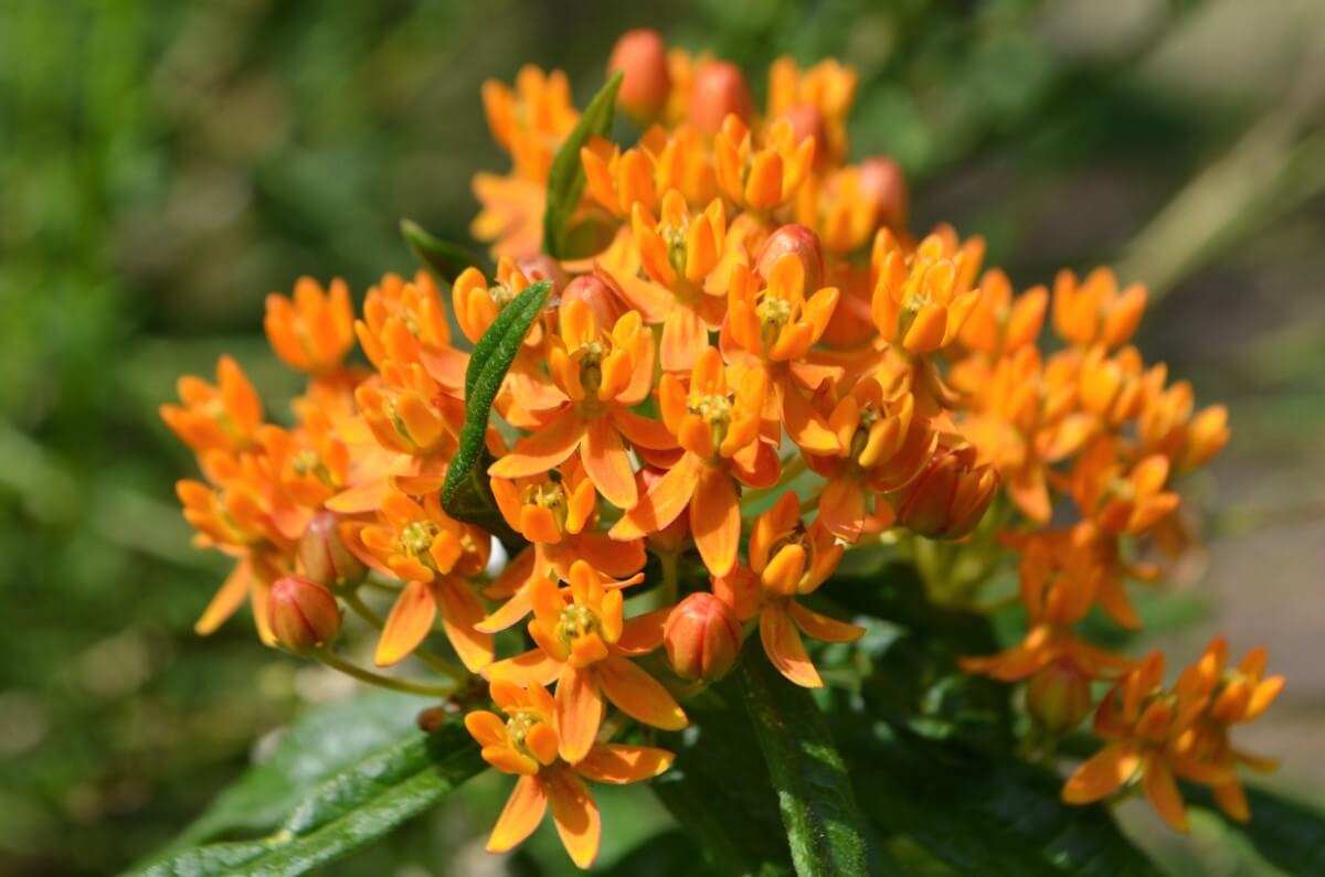 30 Stunning Native Missouri Flowers and Plants - Petal Republic