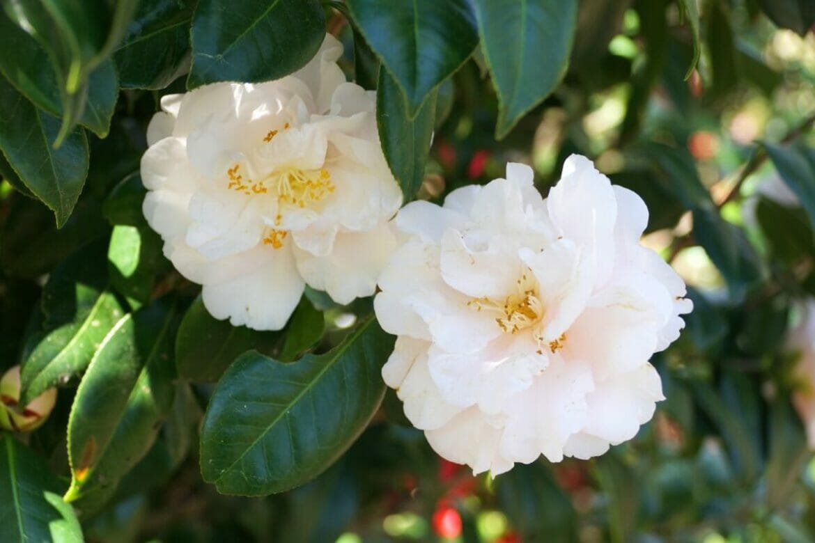 15 Striking White Camellia Varieties You’ll Adore - Petal Republic