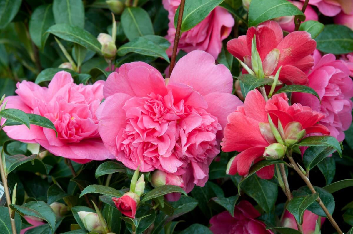 Pink Camellias: 20 Varieties for a Showstopping Garden - Petal Republic