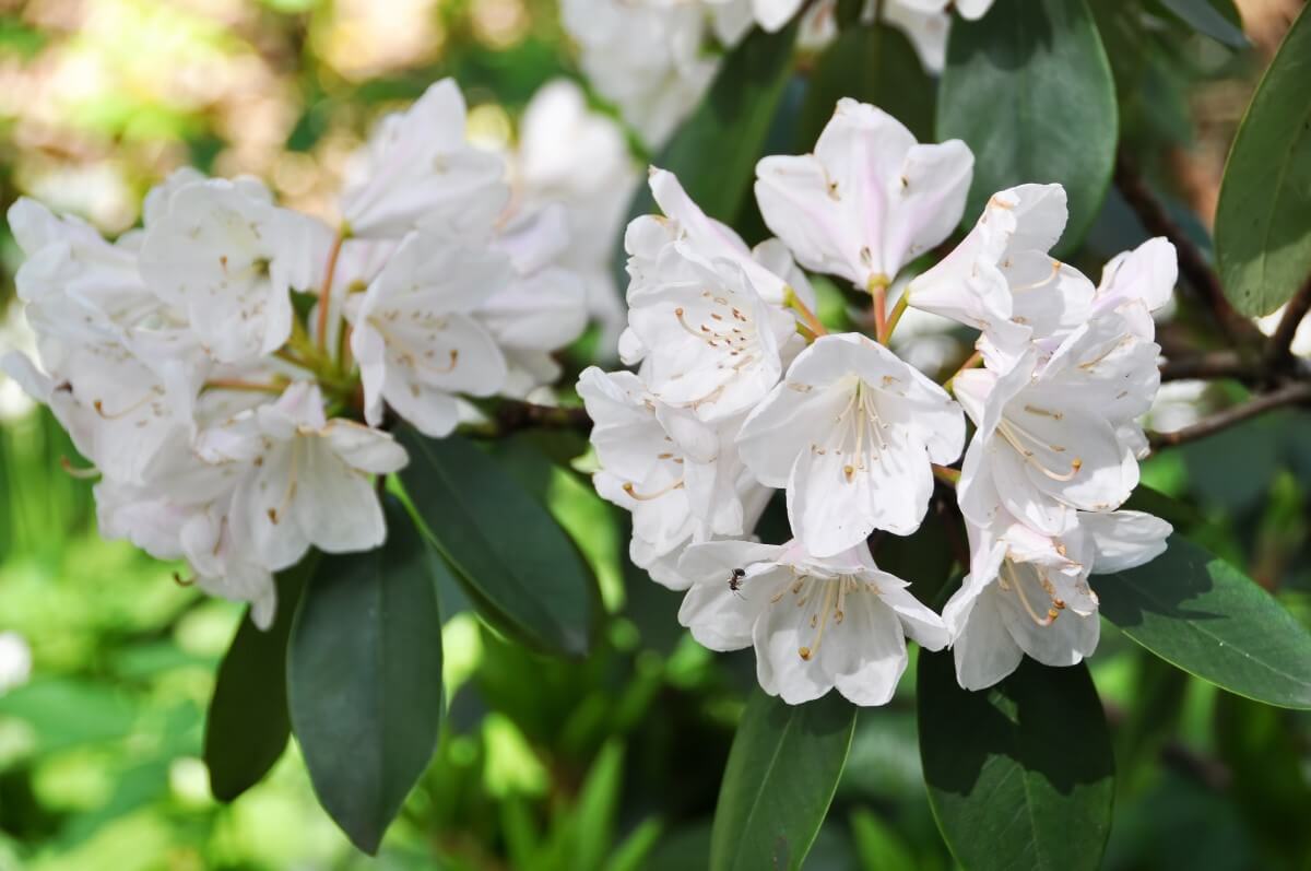 40 Stunning Native Oregon Flowers & Wildflowers - Petal Republic