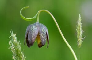 40 Stunning Native Oregon Flowers & Wildflowers - Petal Republic