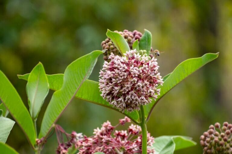 30 Stunning Native Missouri Flowers and Plants - Petal Republic