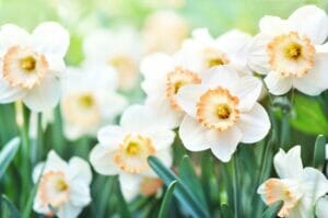 The Official Birth Month Flowers and Their Symbolic Meanings - Petal ...