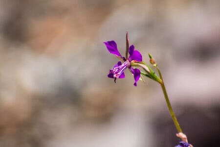 40 Stunning Native Oregon Flowers & Wildflowers - Petal Republic