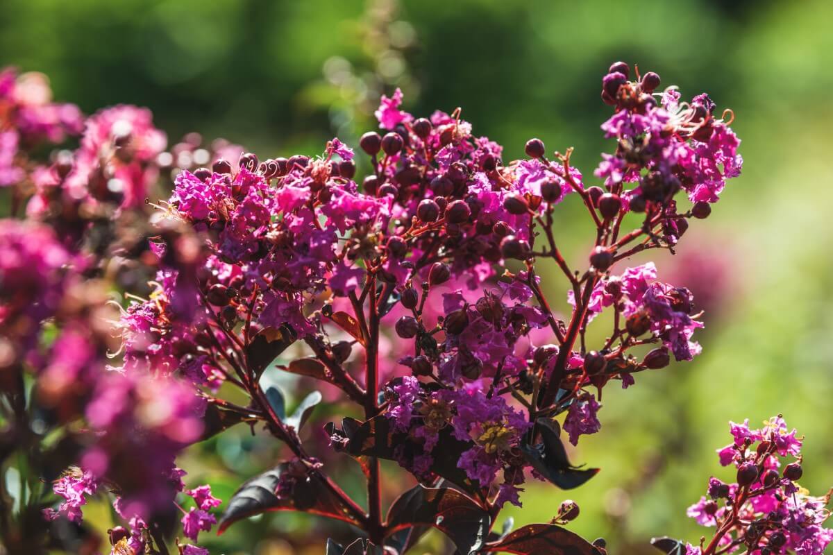 13 Stunning Types of Crape Myrtle to Grow - Petal Republic