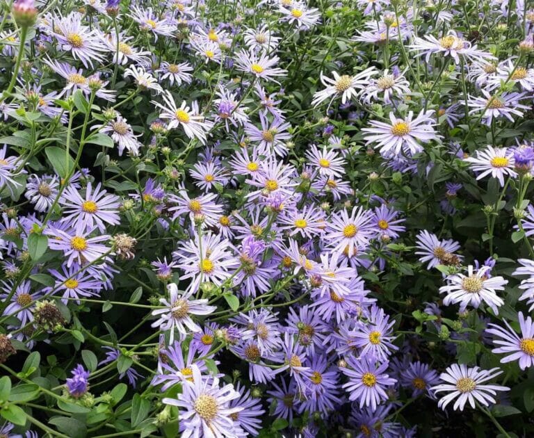 40 Stunning Native Oregon Flowers & Wildflowers - Petal Republic