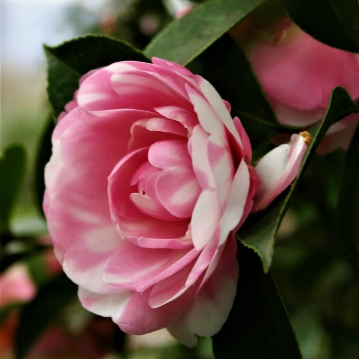 Pink Camellias: 20 Varieties for a Showstopping Garden - Petal Republic