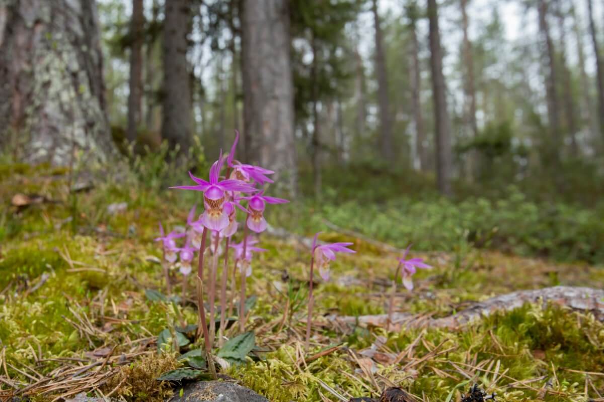 40 Stunning Native Oregon Flowers & Wildflowers - Petal Republic