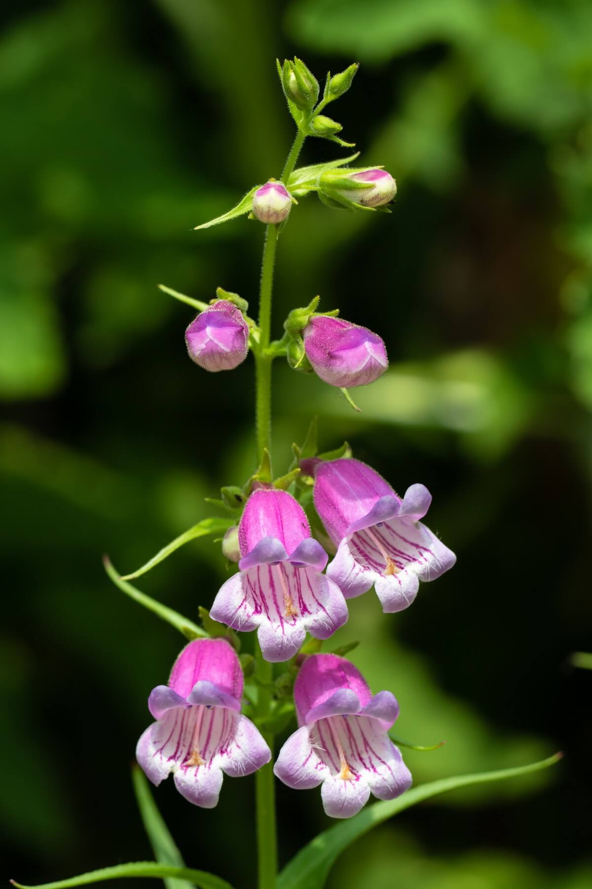 30 Stunning Native Missouri Flowers and Plants - Petal Republic