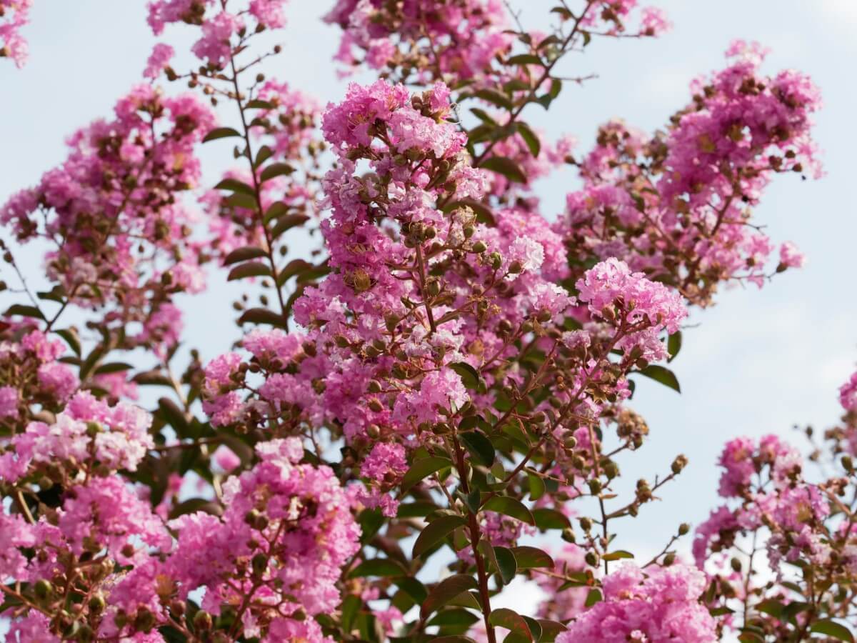 13 Stunning Types of Crape Myrtle to Grow - Petal Republic