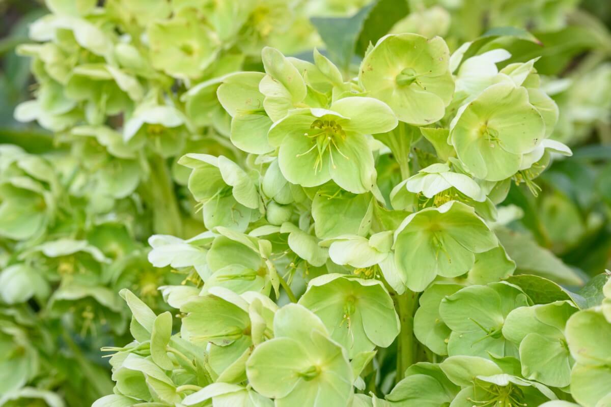 Green Flowers: Their Meanings, Symbolism, and Folklore - Petal Republic