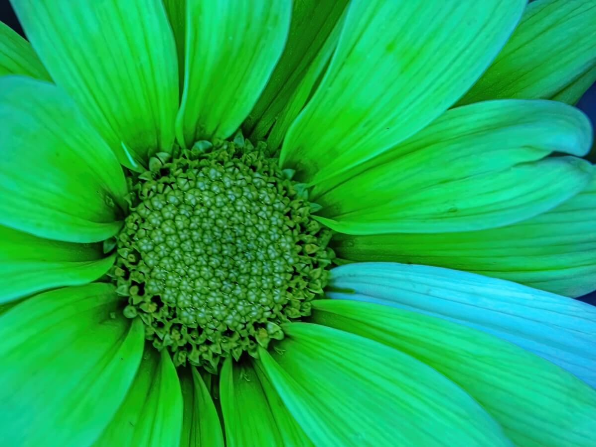 Green Flowers: Their Meanings, Symbolism, and Folklore - Petal Republic