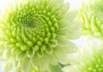 Green Flowers: A Journey into Nature's Subtle Symbolism - Petal Republic