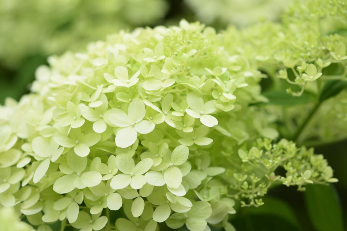 Green Flowers: Their Meanings, Symbolism, and Folklore - Petal Republic