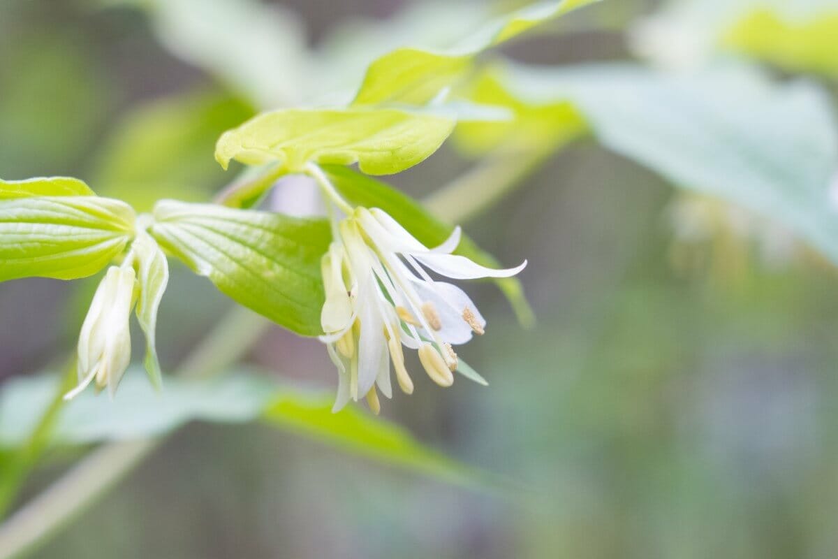 40 Stunning Native Oregon Flowers & Wildflowers - Petal Republic