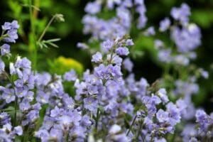30 Stunning Native Missouri Flowers and Plants - Petal Republic