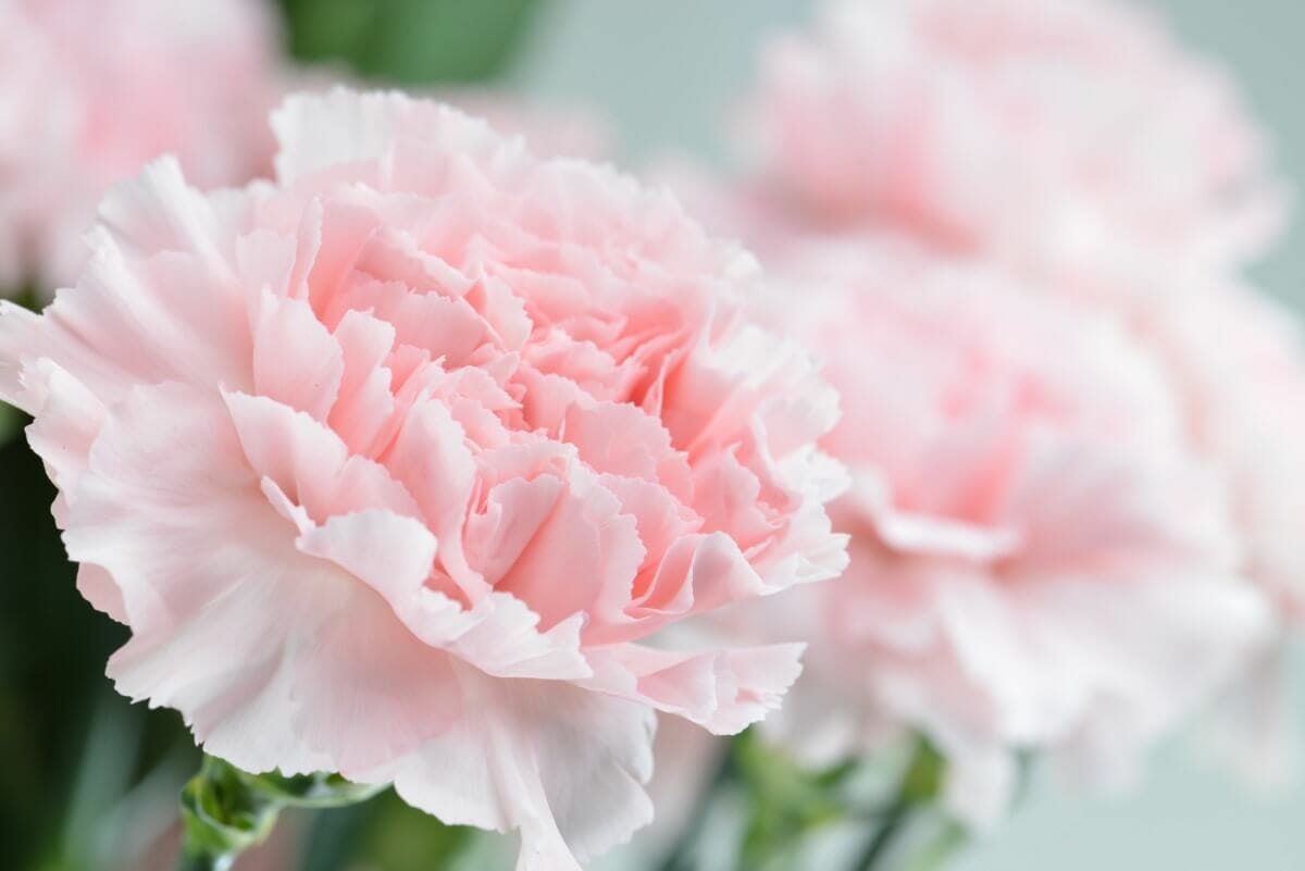 The Official Birth Month Flowers and Their Symbolic Meanings - Petal ...