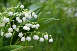 The Official Birth Month Flowers and Their Symbolic Meanings - Petal ...