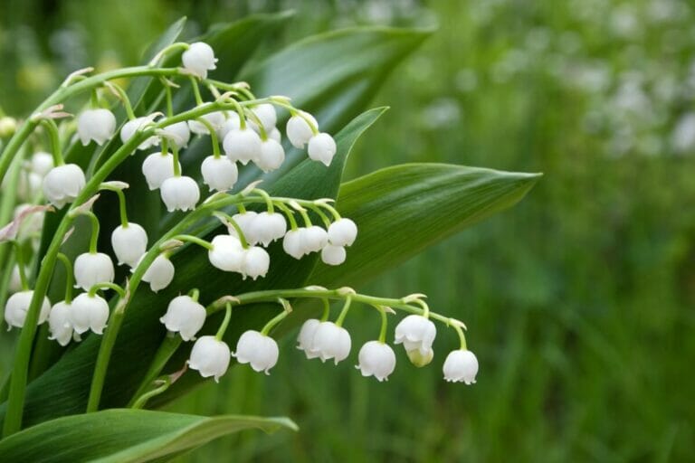 The Official Birth Month Flowers and Their Symbolic Meanings - Petal ...