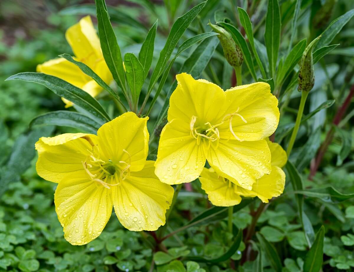 30 Stunning Native Missouri Flowers and Plants - Petal Republic