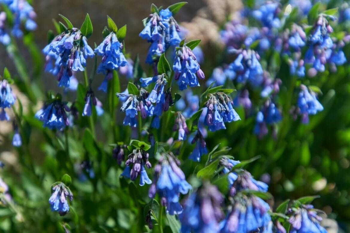 40 Stunning Native Oregon Flowers & Wildflowers - Petal Republic