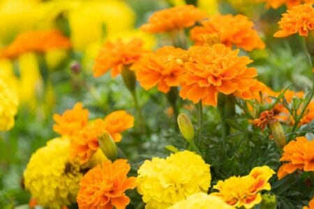 The Official Birth Month Flowers and Their Symbolic Meanings - Petal ...