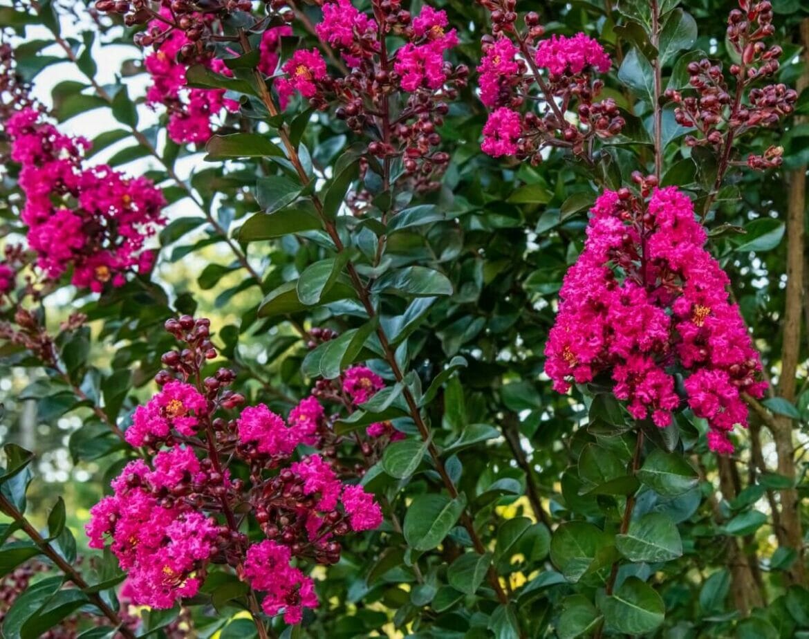 13 Stunning Types of Crape Myrtle to Grow - Petal Republic