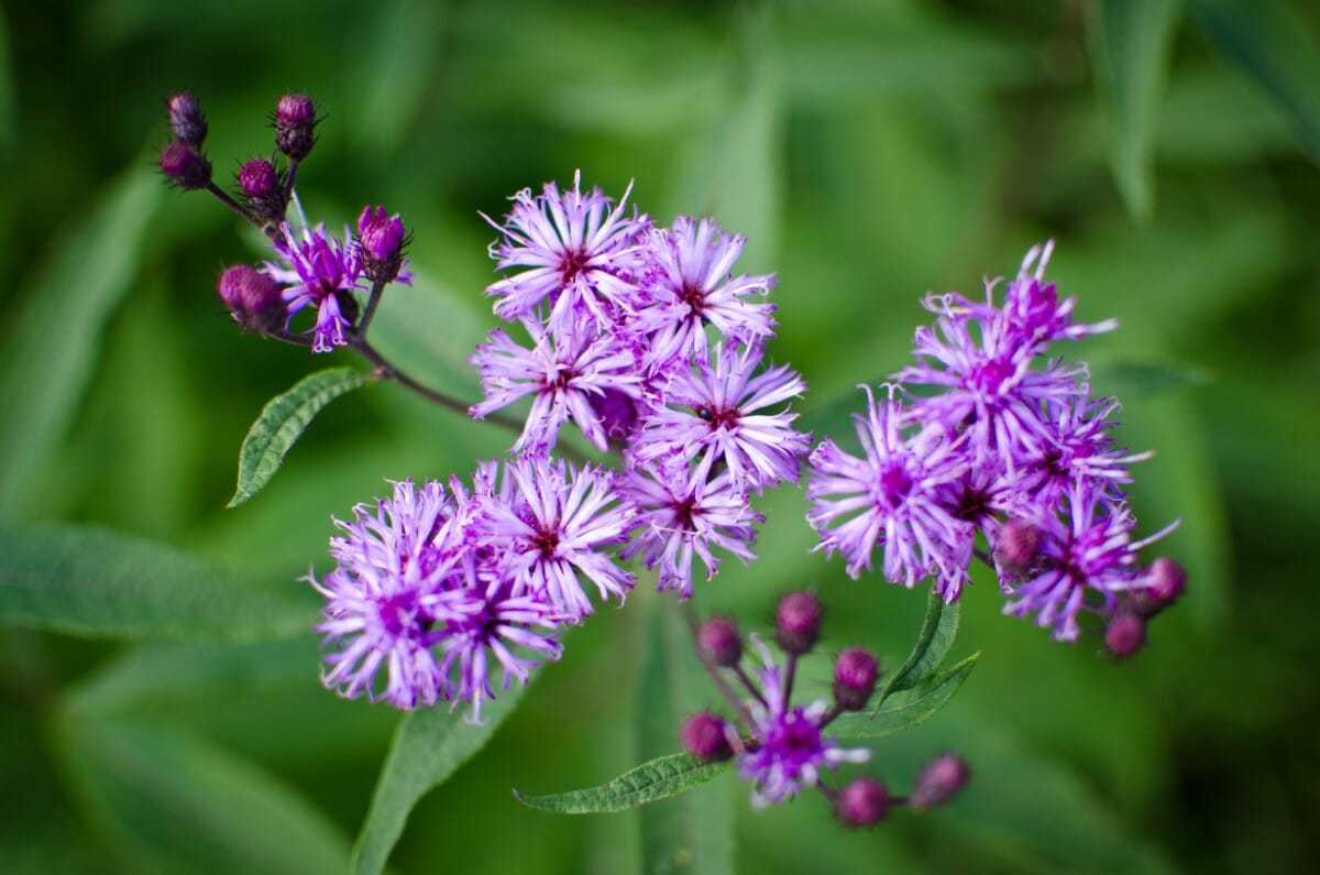 30 Stunning Native Missouri Flowers and Plants - Petal Republic