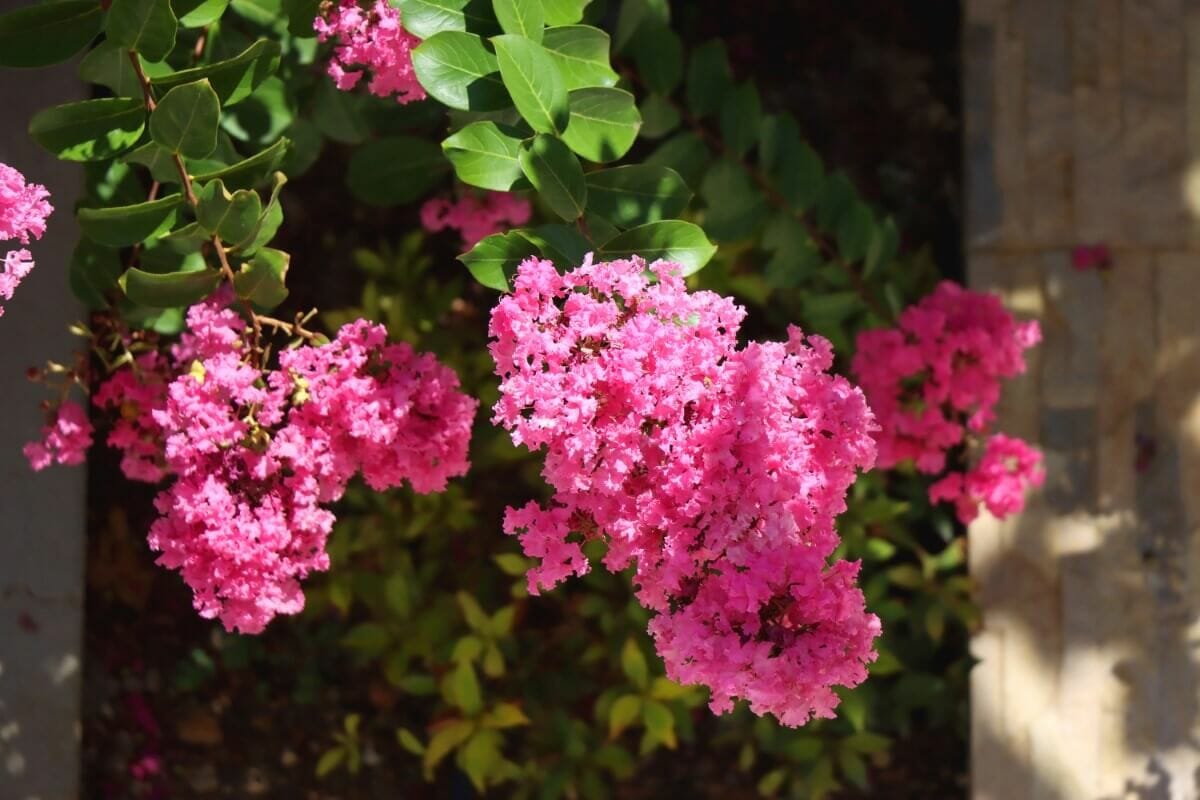 13 Stunning Types of Crape Myrtle to Grow - Petal Republic