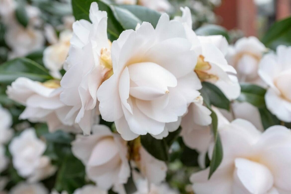 White Camellia Flowers: An Essential Guide to 15 Striking Varieties ...
