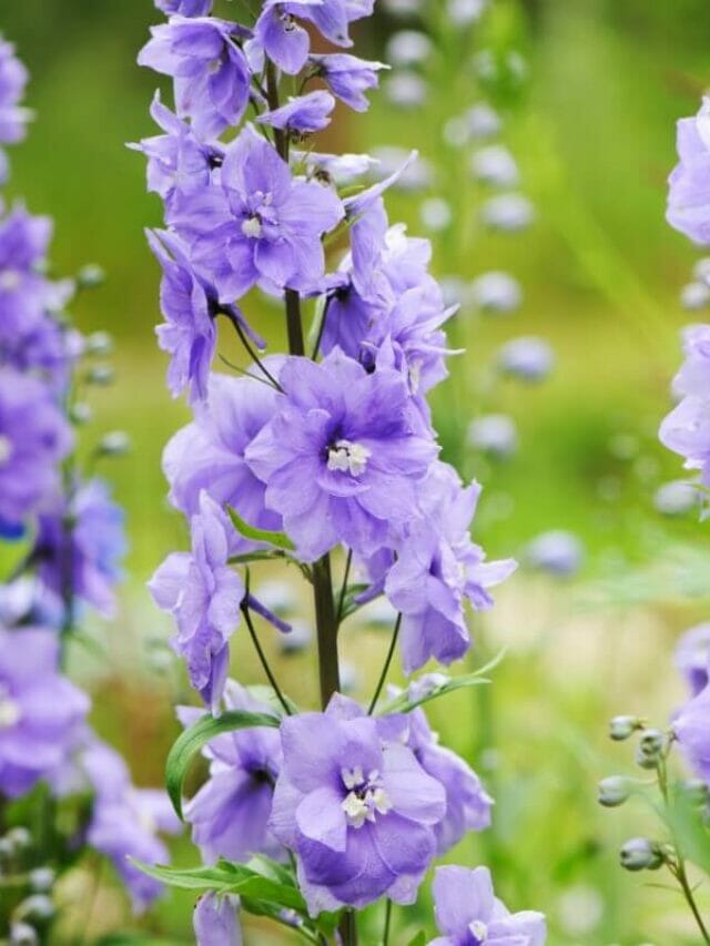 July Birth Flower: What Is My Birth Flower?, 55% OFF