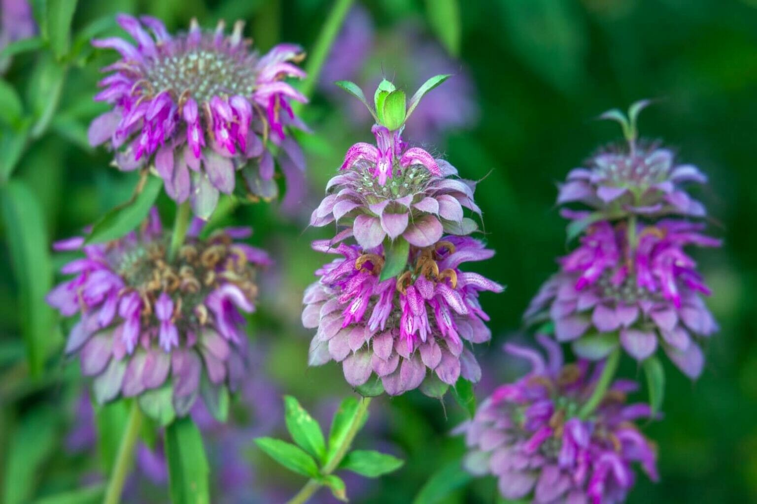 40 Michigan Native Flowers & Wildflowers - Petal Republic