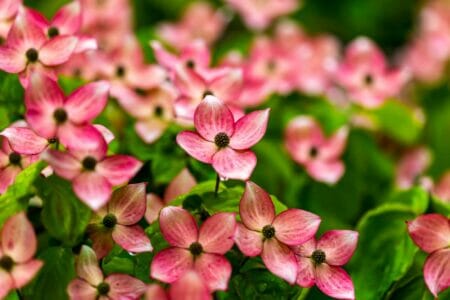 40 North Carolina Native Flowers & Wildflowers - Petal Republic