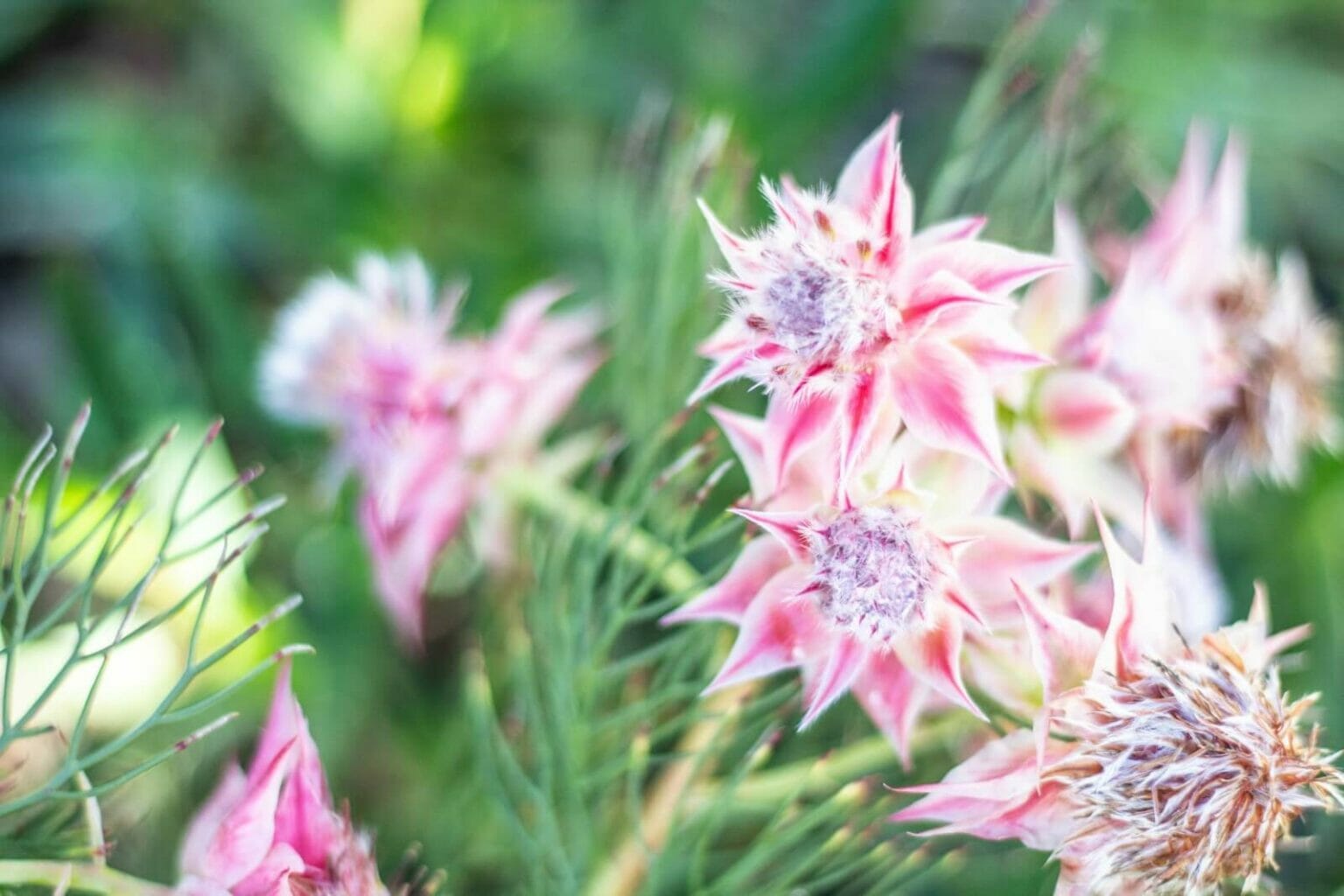50 Stunning Native African Flowers and Wildflowers - Petal Republic