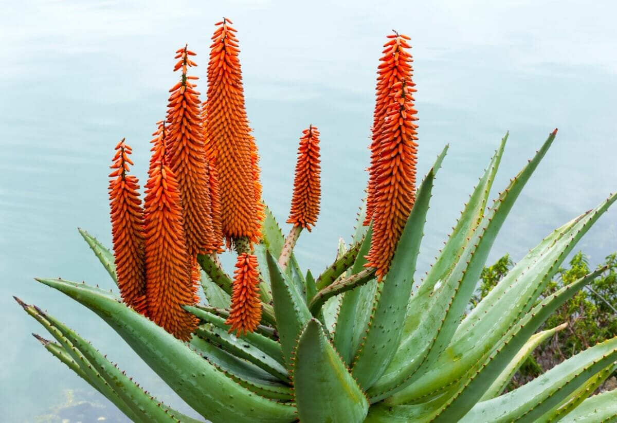 50 Native African Flowers and Plants to Admire - Petal Republic