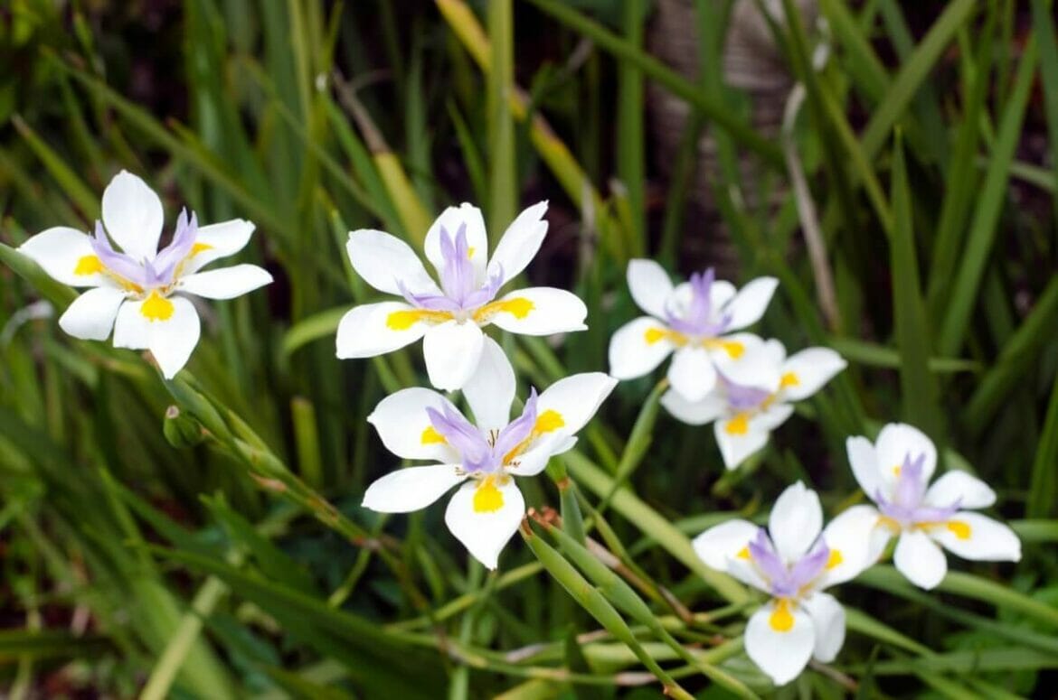 50 Native African Flowers and Plants to Admire - Petal Republic