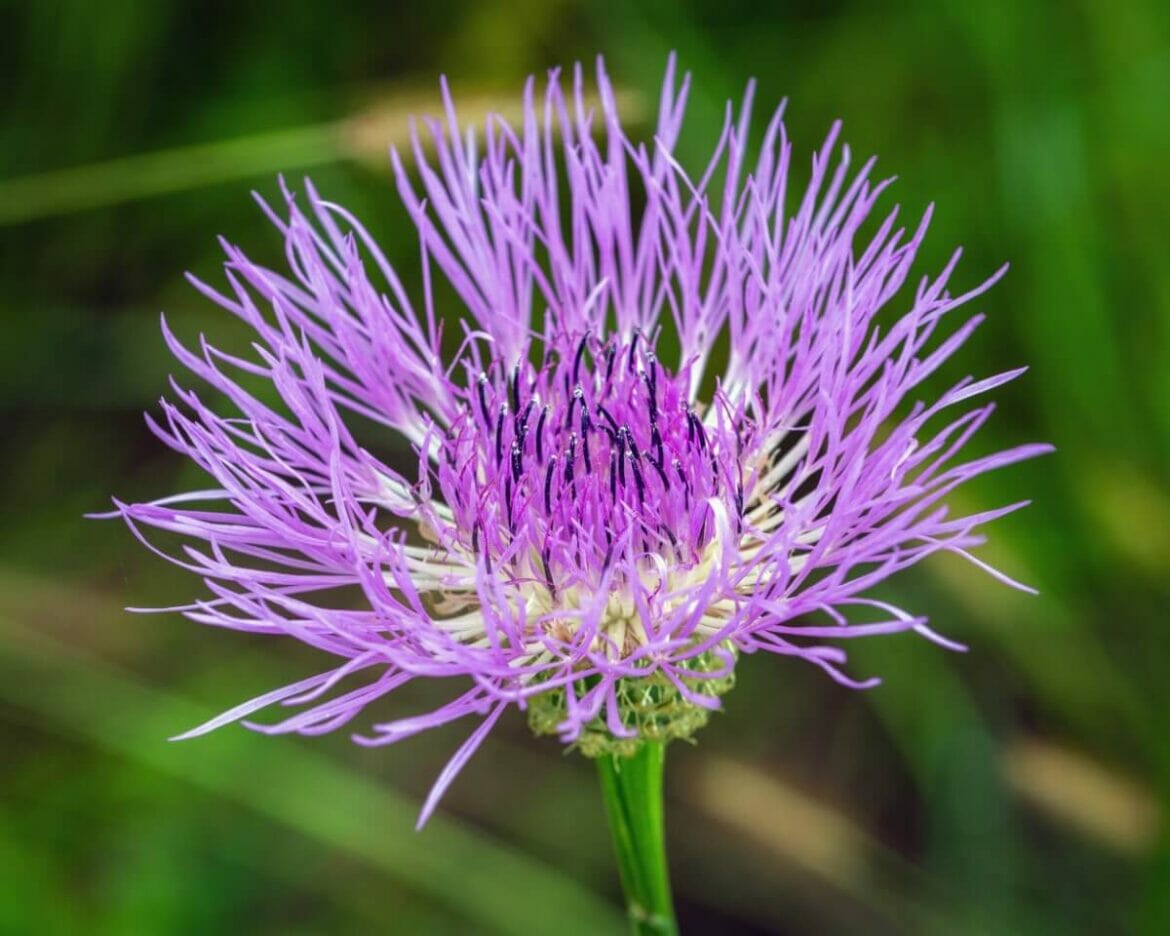 40 Native Texas Flowers and Wildflowers - Petal Republic