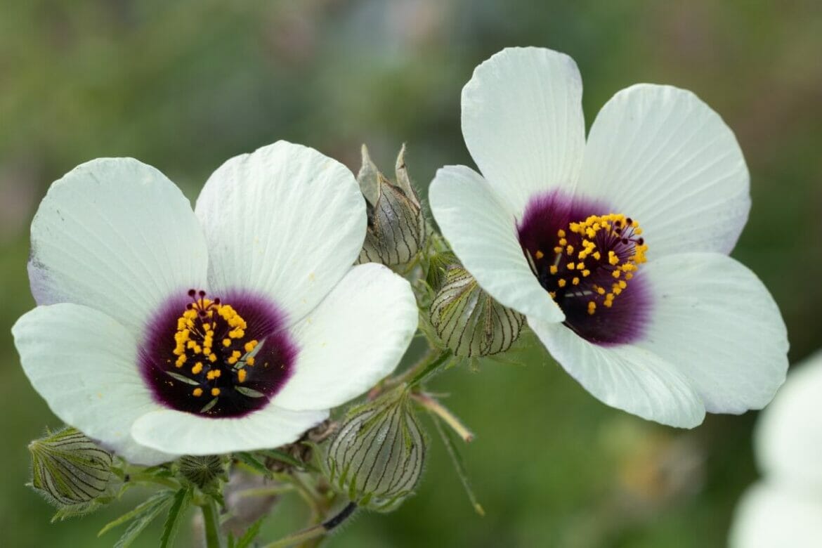14 Stunning Varieties of Purple Hibiscus - Petal Republic