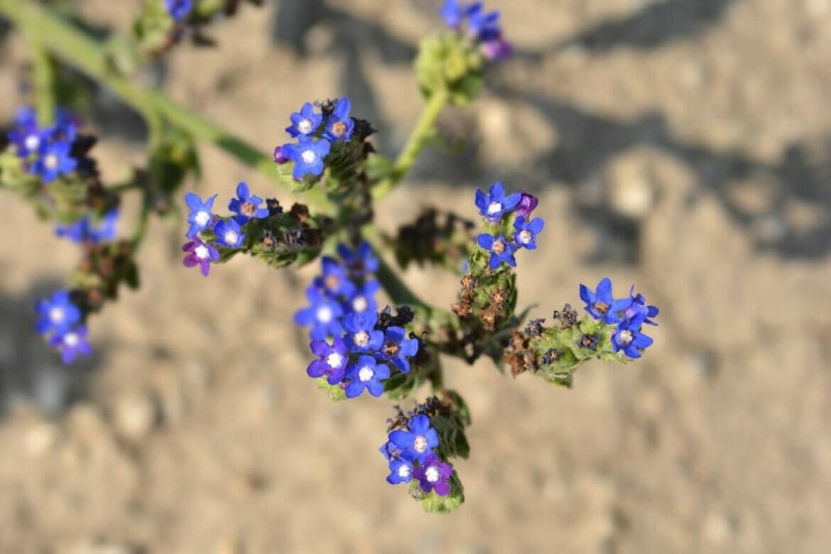 50 Native African Flowers and Plants to Admire - Petal Republic