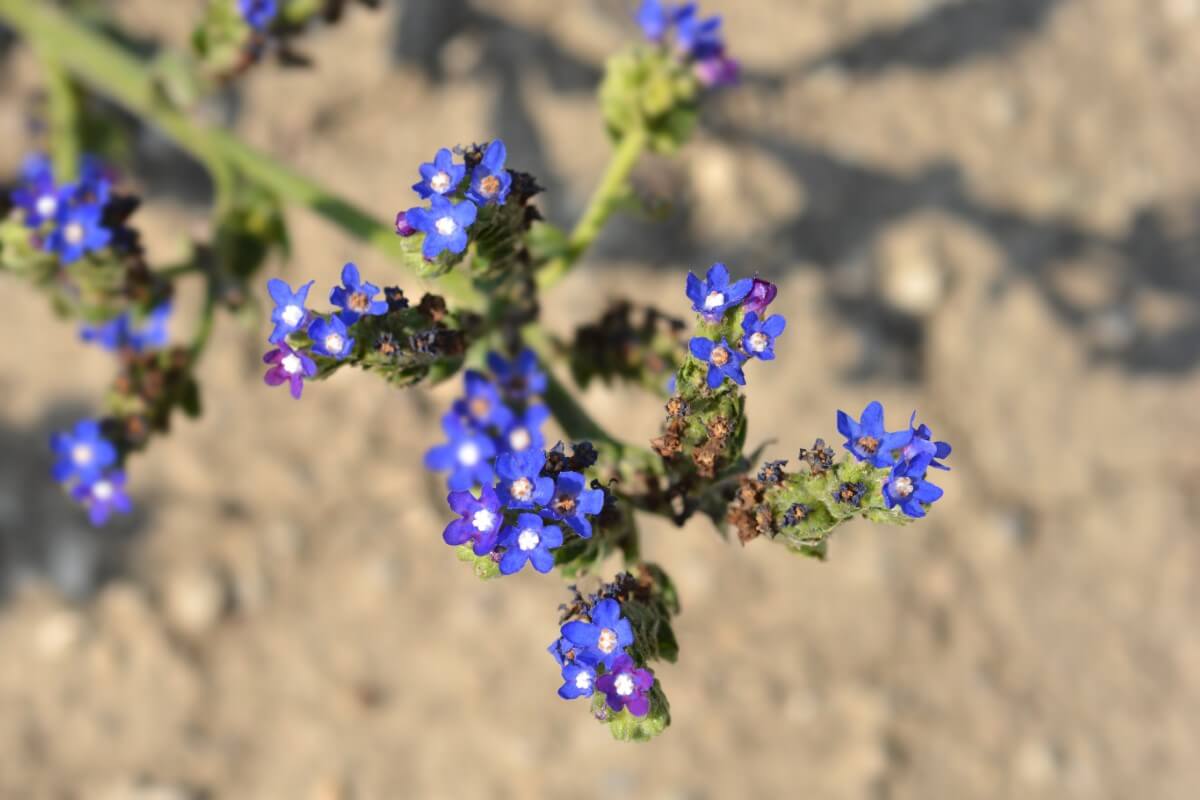 50 Native African Flowers and Plants to Admire - Petal Republic