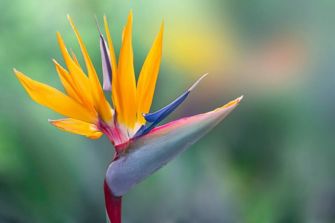 50 Native African Flowers and Plants to Admire - Petal Republic